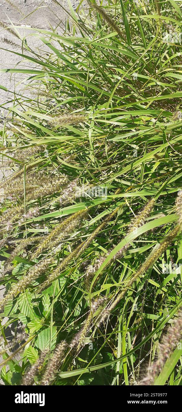buffelgrass (Cenchrus ciliaris), Plantae, Jardines de San Rafael ...