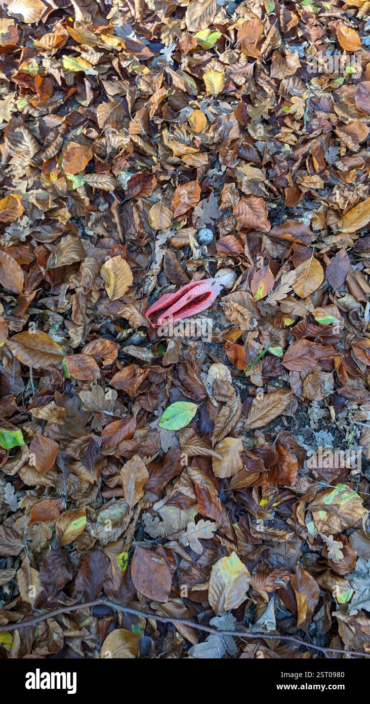 devil's-fingers (Clathrus archeri), Fungi, 60599 Frankfurt am Main ...