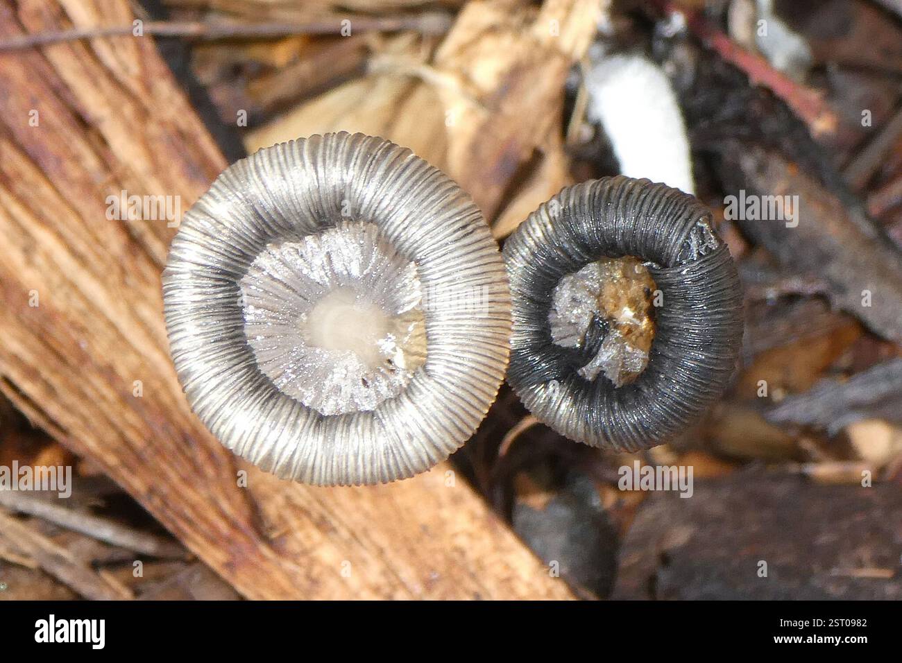 Brittlestems and Allies (Psathyrellaceae), Fungi, Mount Coot-Tha Rd ...