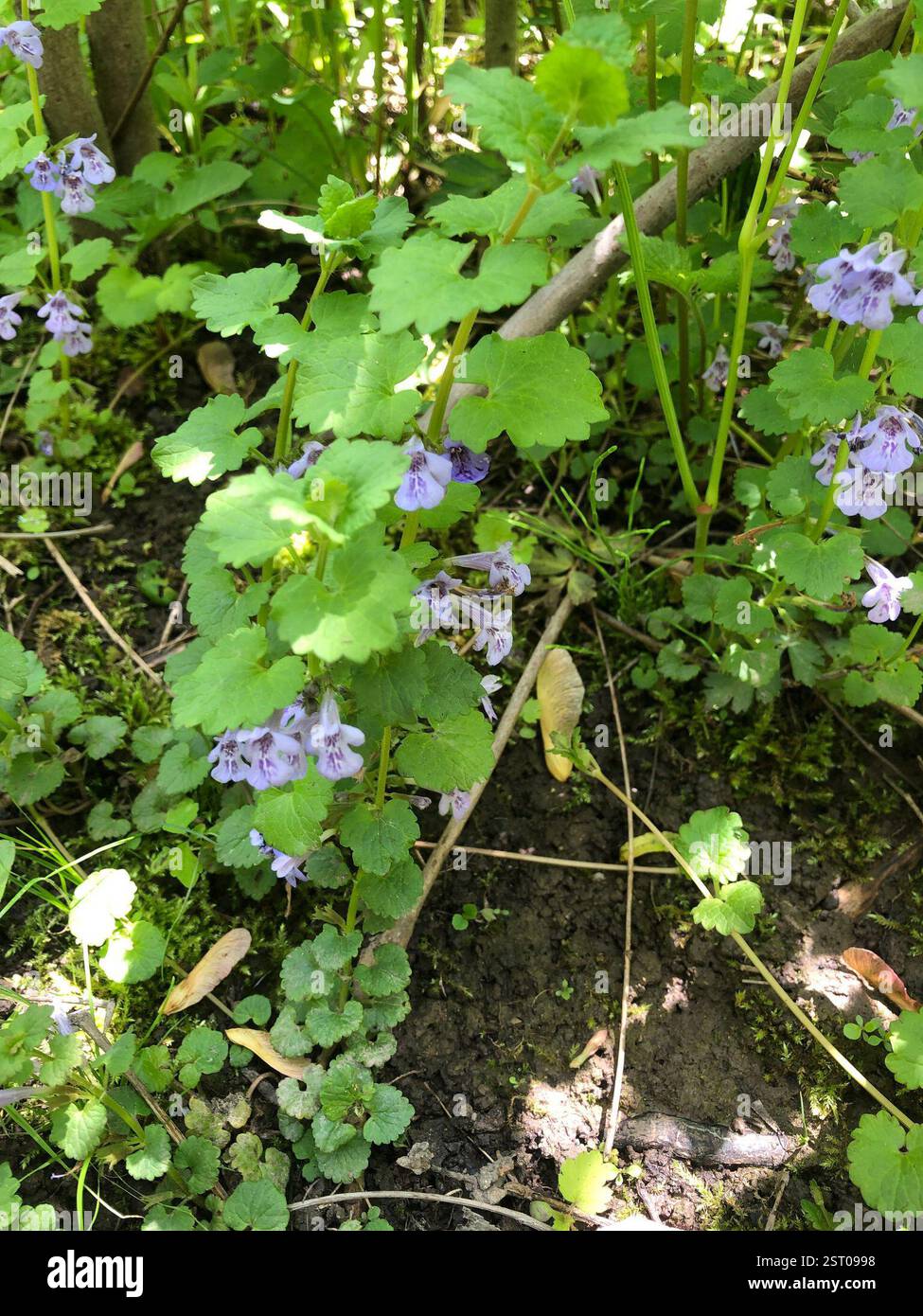 ground-ivy (Glechoma hederacea), Plantae, Glen Carin, London, ON, CA ...