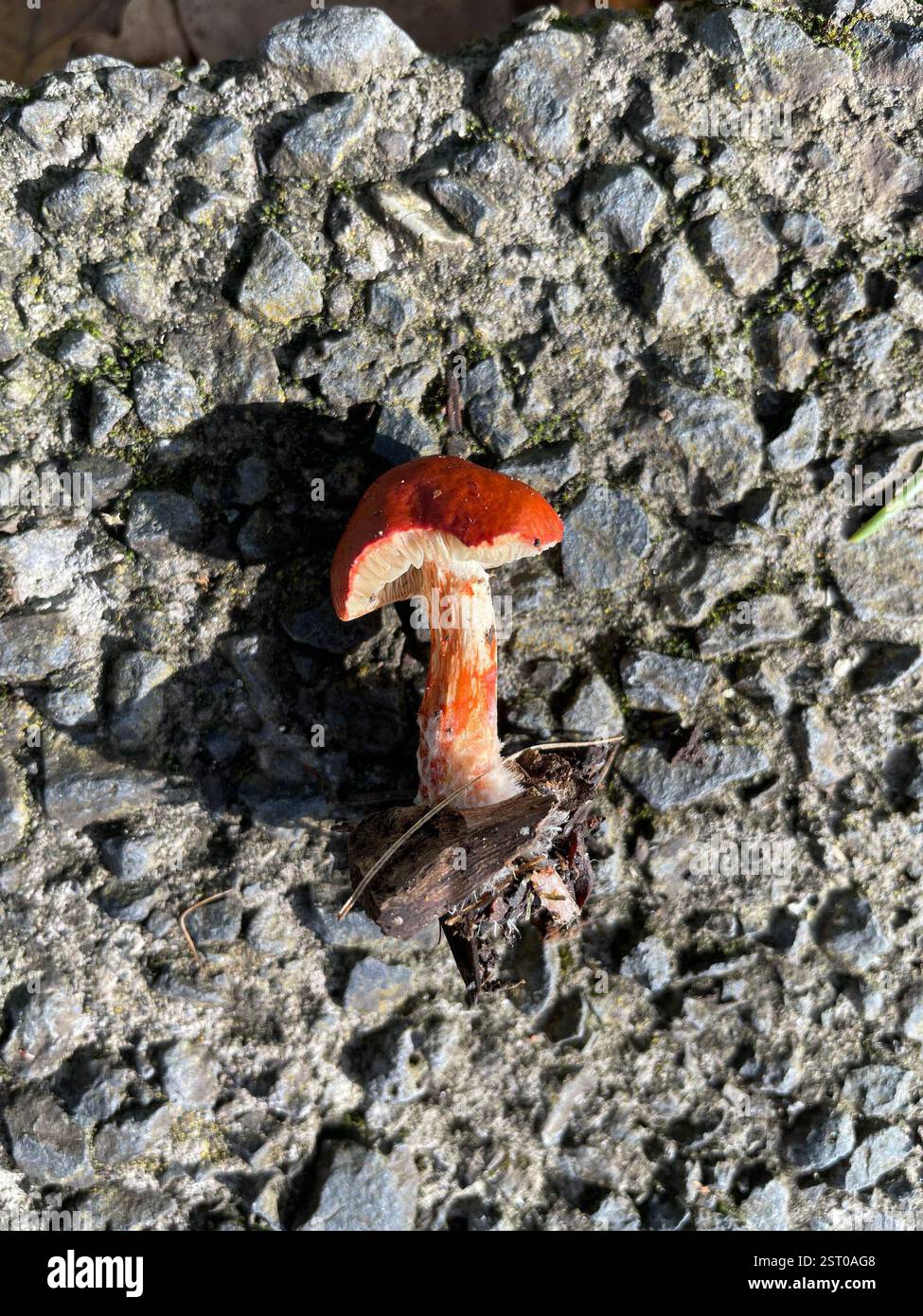 Chip Cherries (Leratiomyces ceres), Fungi, Albert Park, Auckland ...