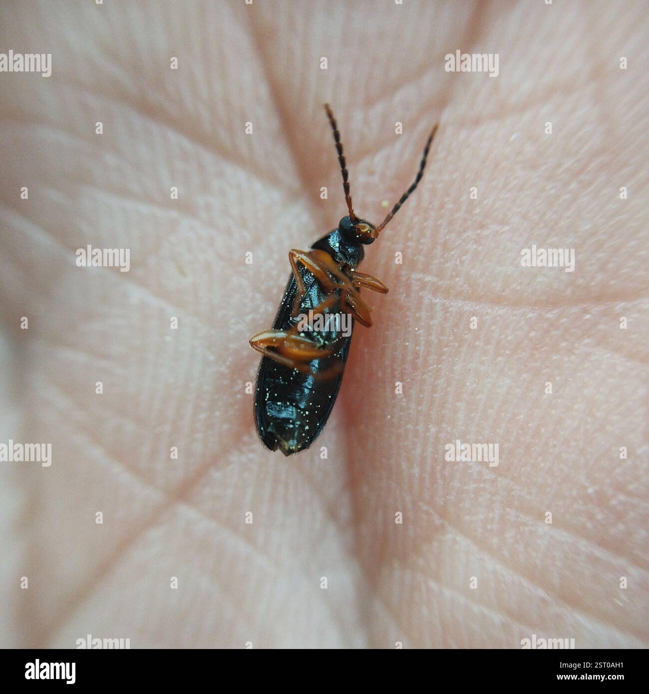 (Mycetochara), Insecta, Kosanin dol, Pancharevo, Bulgaria Stock Photo ...