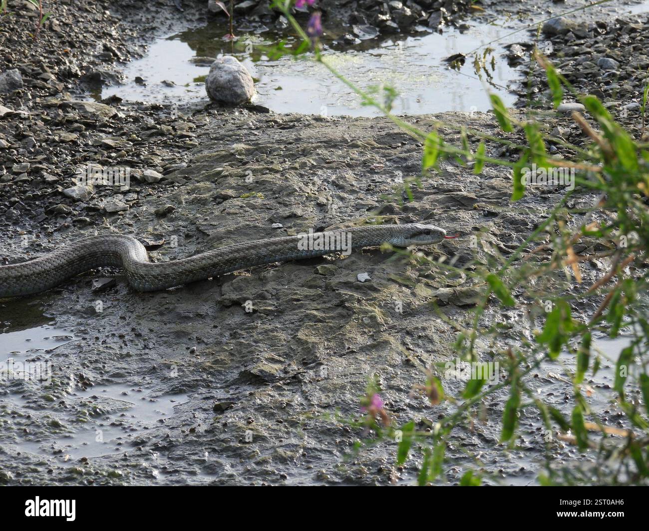 Elaphe climacophora hi-res stock photography and images - Alamy