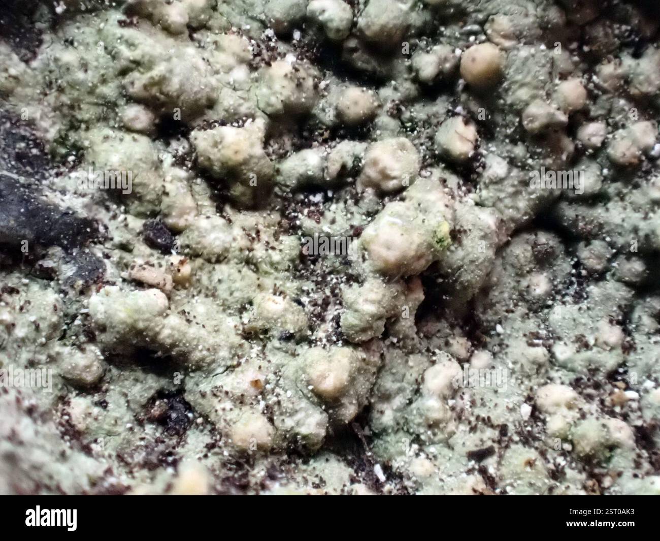 (Topelia rosea), Fungi, Chatham Islands, Rekohu (Chatham Island), Te ...