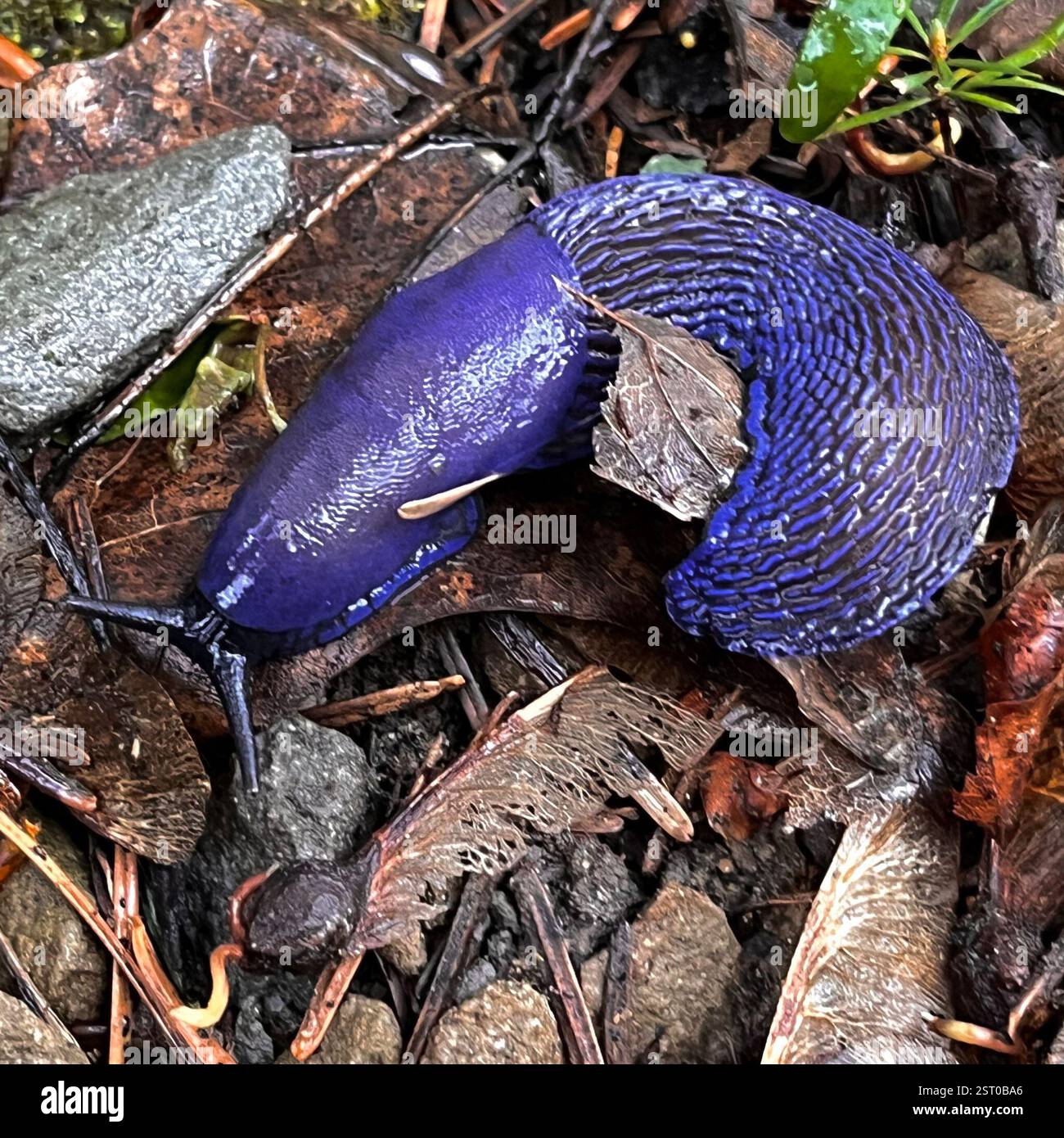Carpathian Blue Slug (Bielzia coerulans), Mollusca, Pieniny National ...