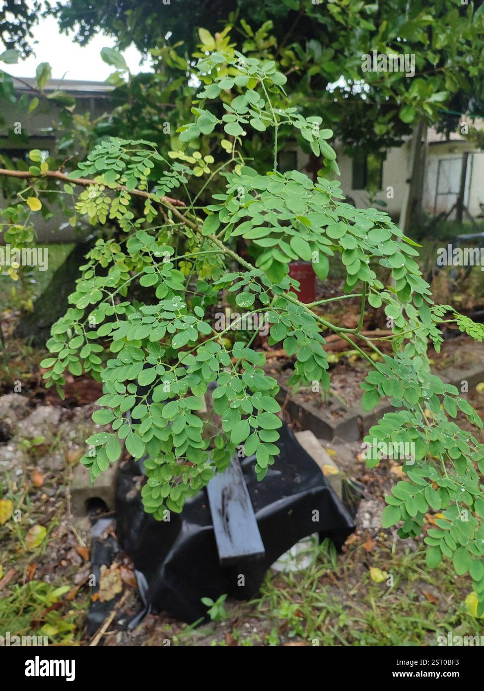 Moringa tree (Moringa oleifera), Plantae, British Indian Ocean ...