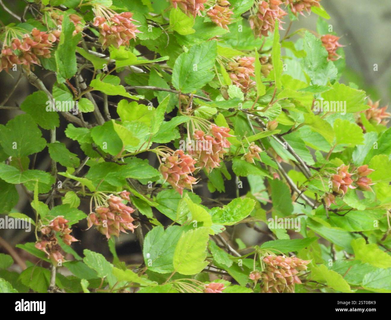 common ninebark (Physocarpus opulifolius), Plantae, McCreary County, KY ...