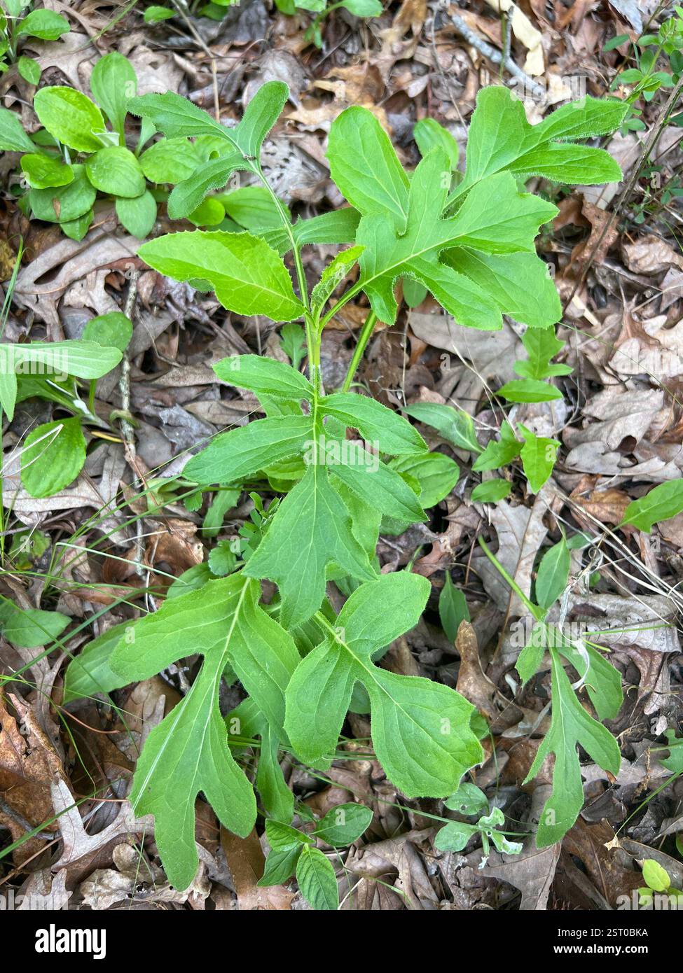 Lions foot rattlesnake root hi-res stock photography and images - Alamy