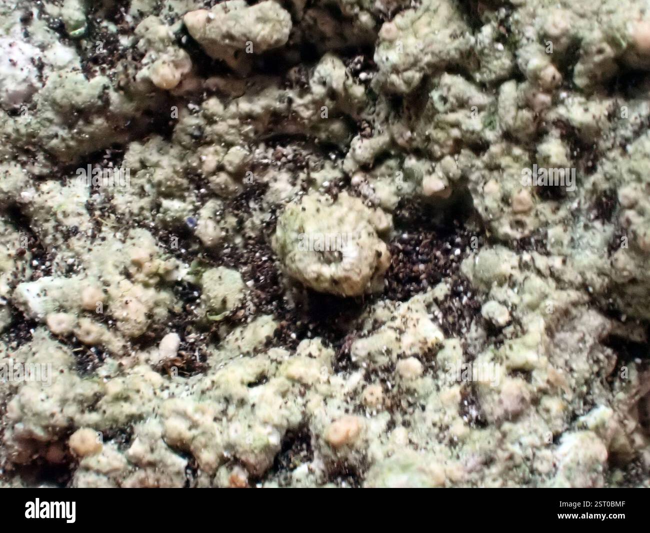(Topelia rosea), Fungi, Chatham Islands, Rekohu (Chatham Island), Te ...
