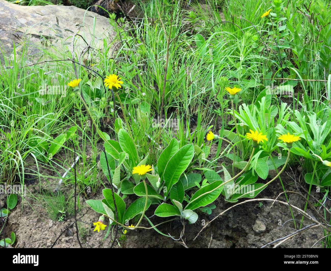 Butter Gerbera (Gerbera ambigua), Plantae, uThukela District ...