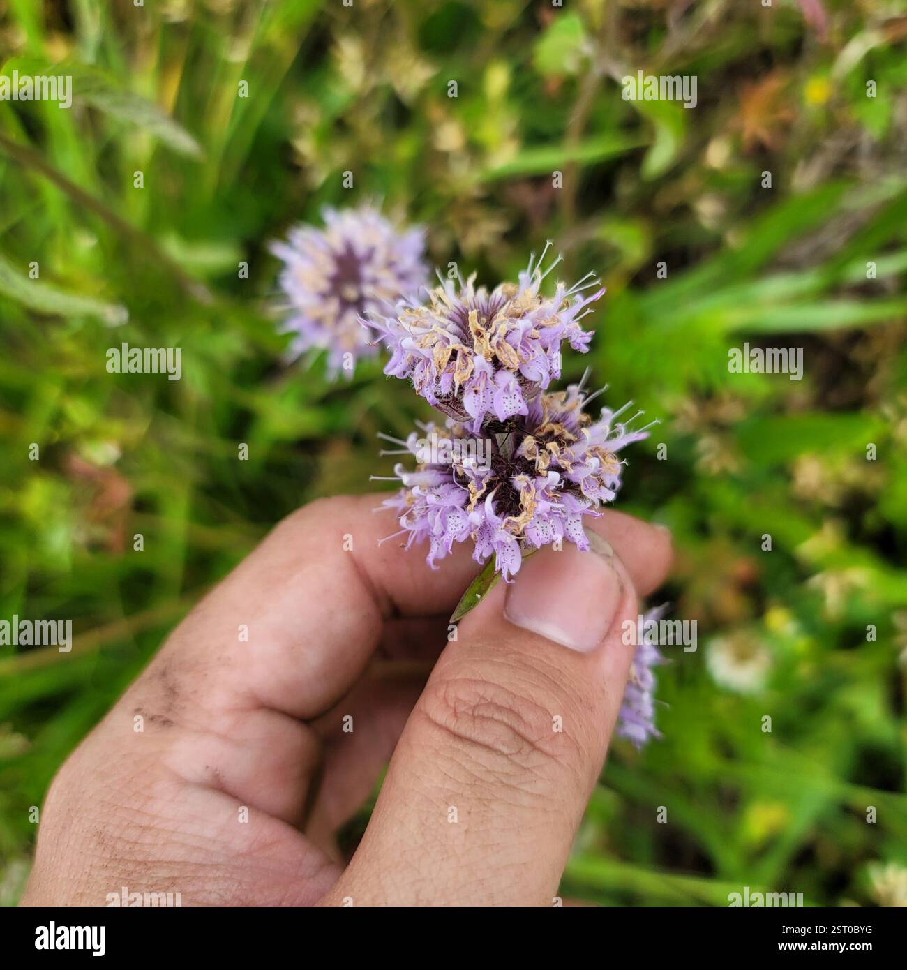 downy pagoda plant (Blephilia ciliata), Plantae, Helena, AL 35080, USA ...