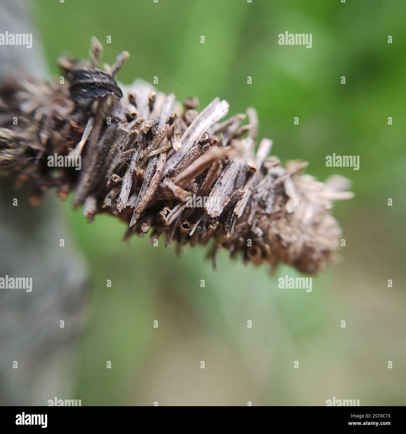 (Phalacropterigini), Insecta, Kosanin dol, Pancharevo, Bulgaria Stock ...