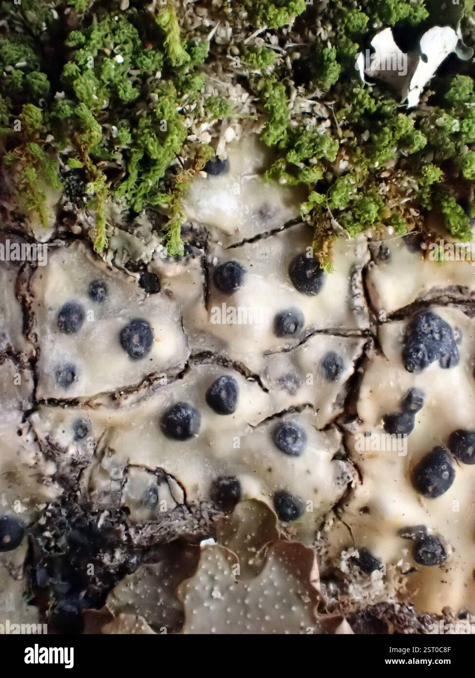 (Pyrenula subumbilicata), Fungi, Chatham Islands, Rekohu (Chatham ...