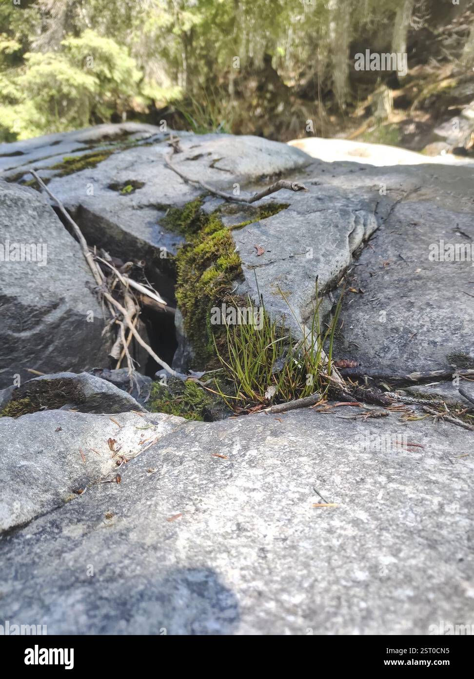 (Eleocharis palustris), Plantae, Saint-Simon-de-Rimouski, QC G0L 4C0 ...