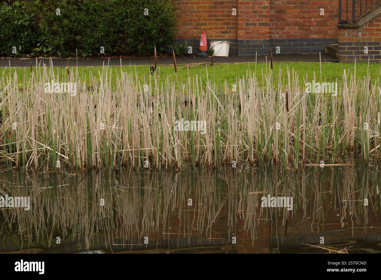 hybrid cattail (Typha × glauca), Plantae, Rimrose Valley Country Park ...