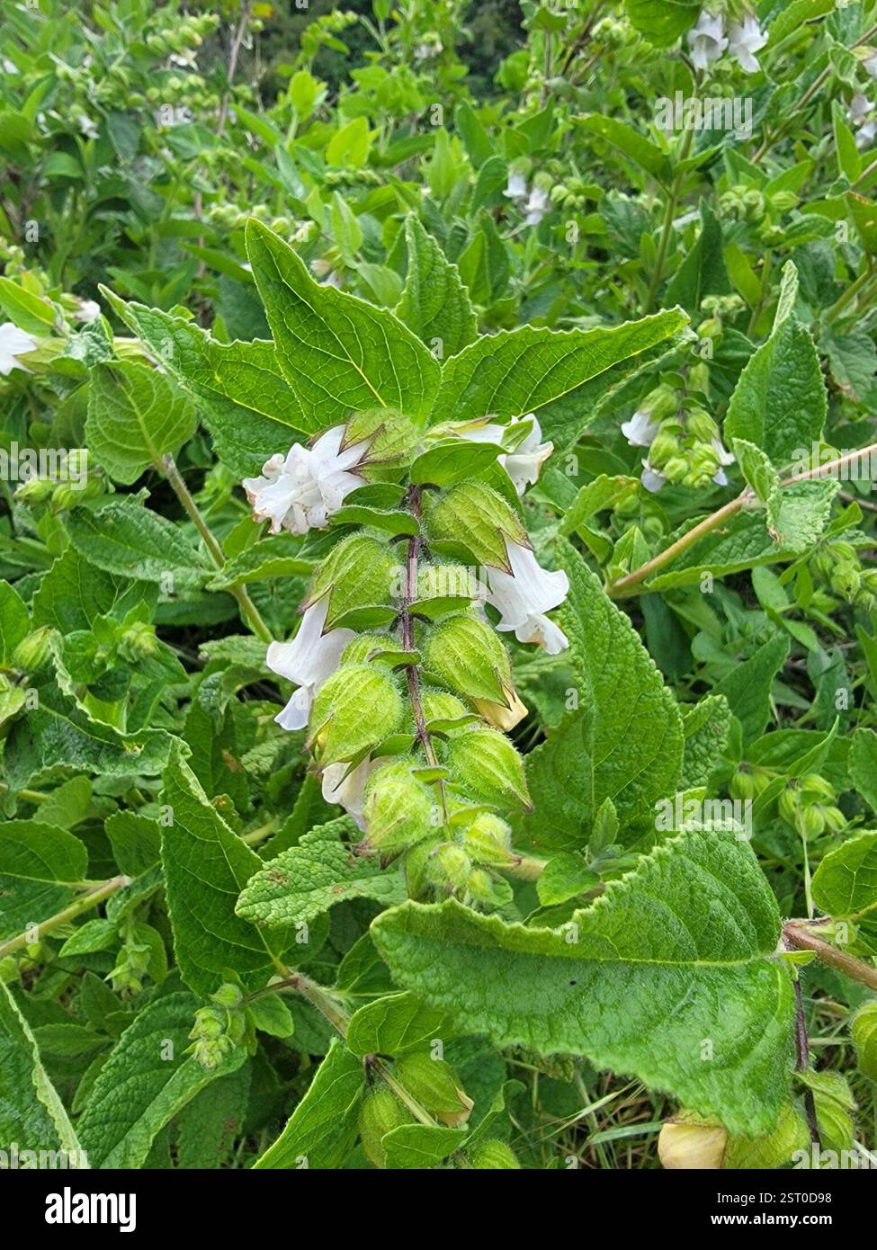 California Pitcher Sage (Lepechinia calycina), Plantae, Fremont Older ...