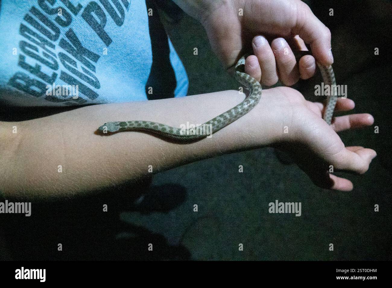Desert Nightsnake (Hypsiglena chlorophaea), Reptilia, San Bernardino ...
