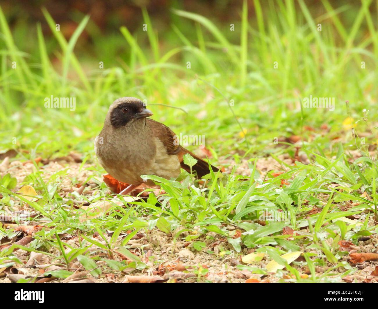 Masked laughingthrush hi-res stock photography and images - Alamy