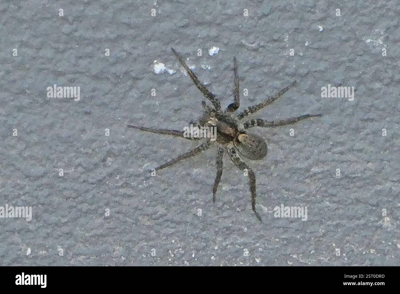 (Venatrix), Arachnida, Sinnamon Park QLD 4073, Australia Stock Photo ...