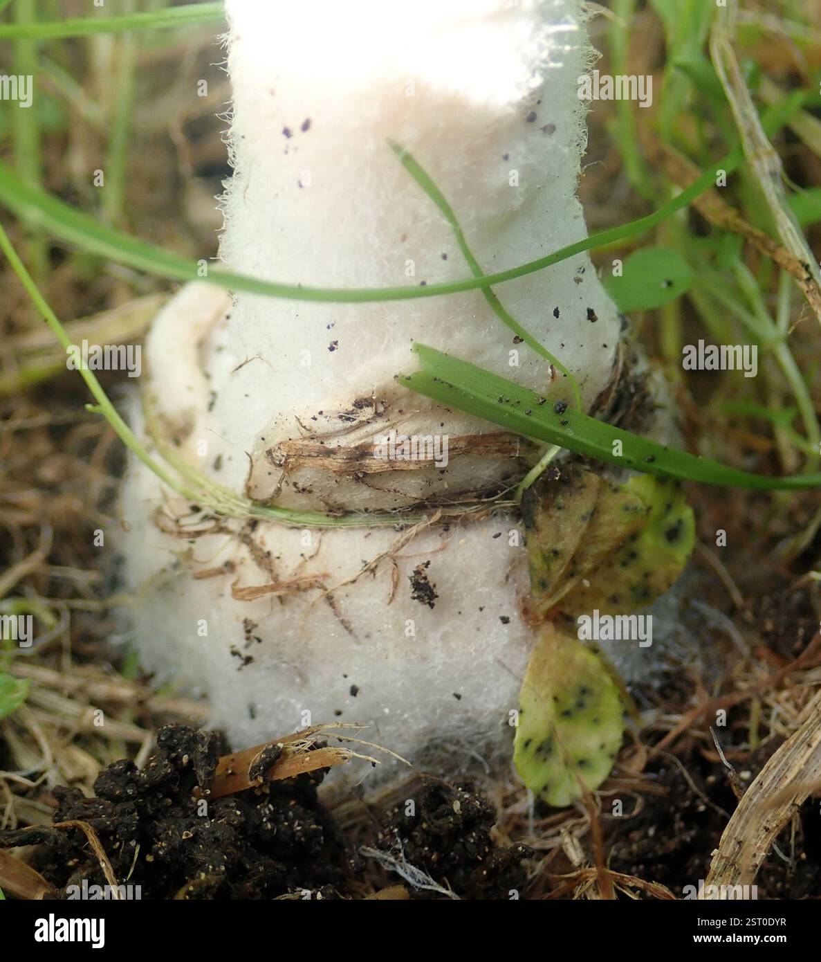 White Dapperling (Leucoagaricus leucothites), Fungi, Chatham Islands ...