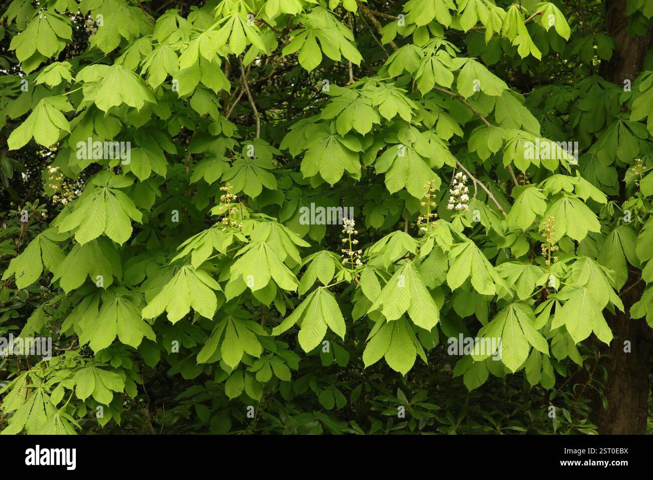 horse-chestnut (Aesculus hippocastanum), Plantae, Norton Priory, Tudor ...
