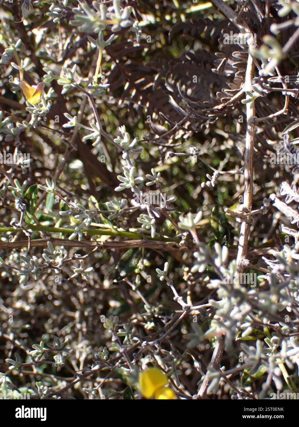 Fingerleaf Capegorse (Aspalathus digitifolia), Plantae, Robinson Pass ...