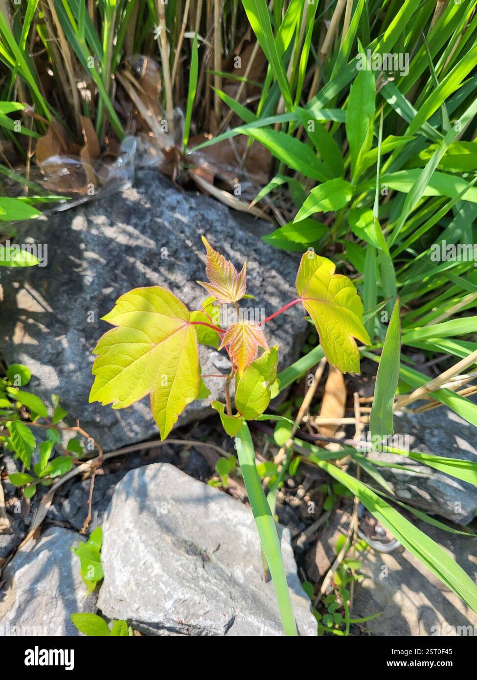 red maple (Acer rubrum), Plantae, Downtown, Syracuse, NY, USA Stock ...