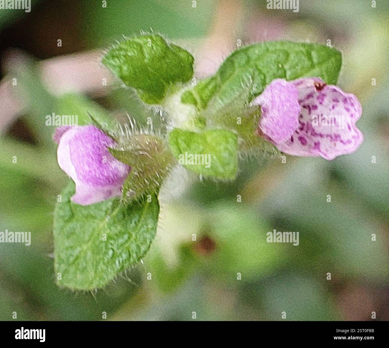 Cat Herb (Pseudodictamnus africanus), Plantae, Grootvadersbosch Garden ...