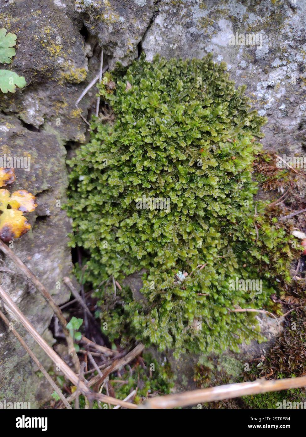 Cliff Scalewort (Porella cordaeana), Plantae, Powiat zawierciański ...