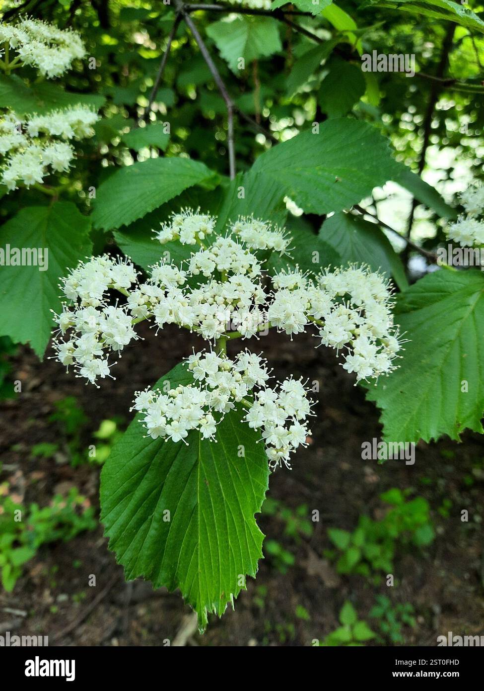viburnums (Viburnum), Plantae, Bronx, NY 10467, USA, Uncultivated area ...
