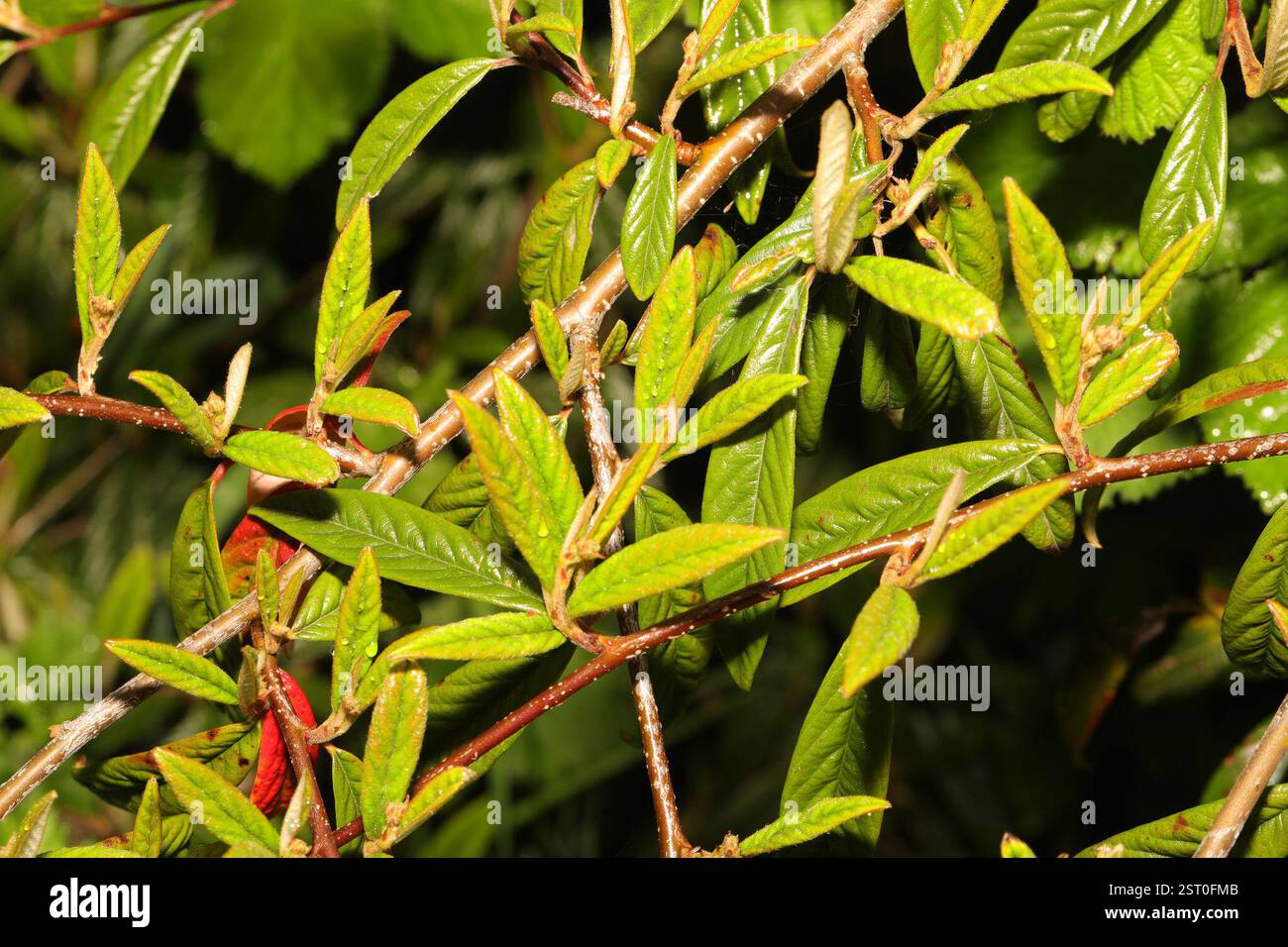 Willow-leaved Cotoneaster (Cotoneaster salicifolius), Plantae, Rimrose Valley Country Park ...