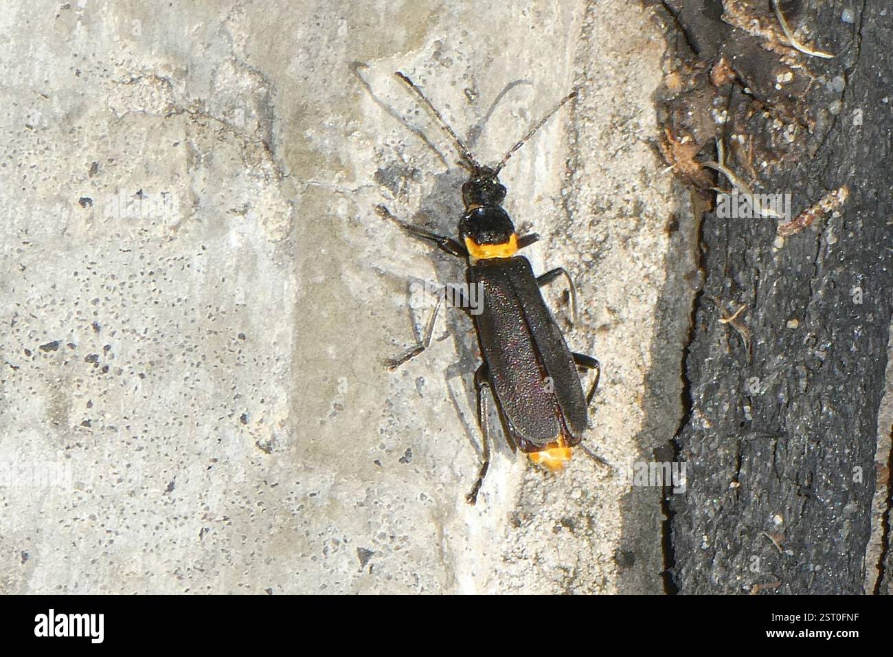Plague Soldier Beetle (Chauliognathus lugubris), Insecta, Sinnamon Park ...