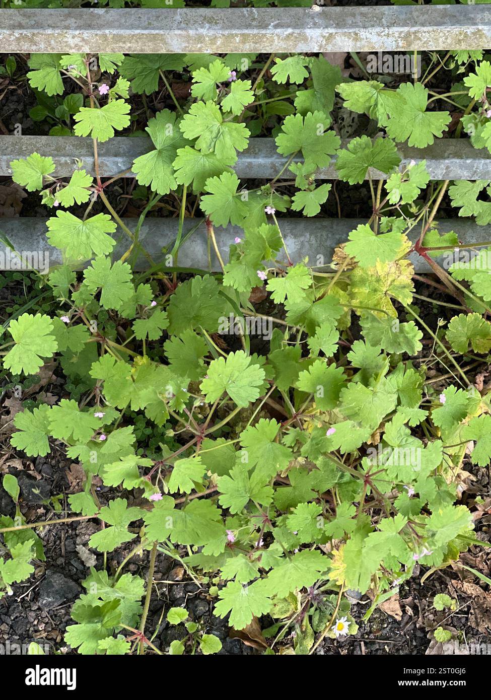 Round-leaved Crane's-bill (Geranium rotundifolium), Plantae, Daws Heath ...