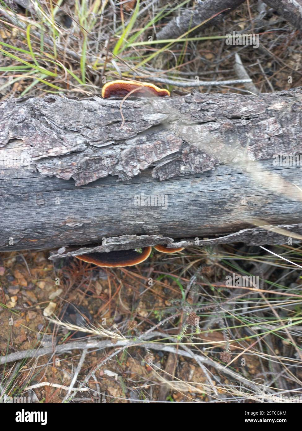(Stereum versicolor), Fungi, Helderberg Rural, Sir Lowry's Pass, 7135 ...