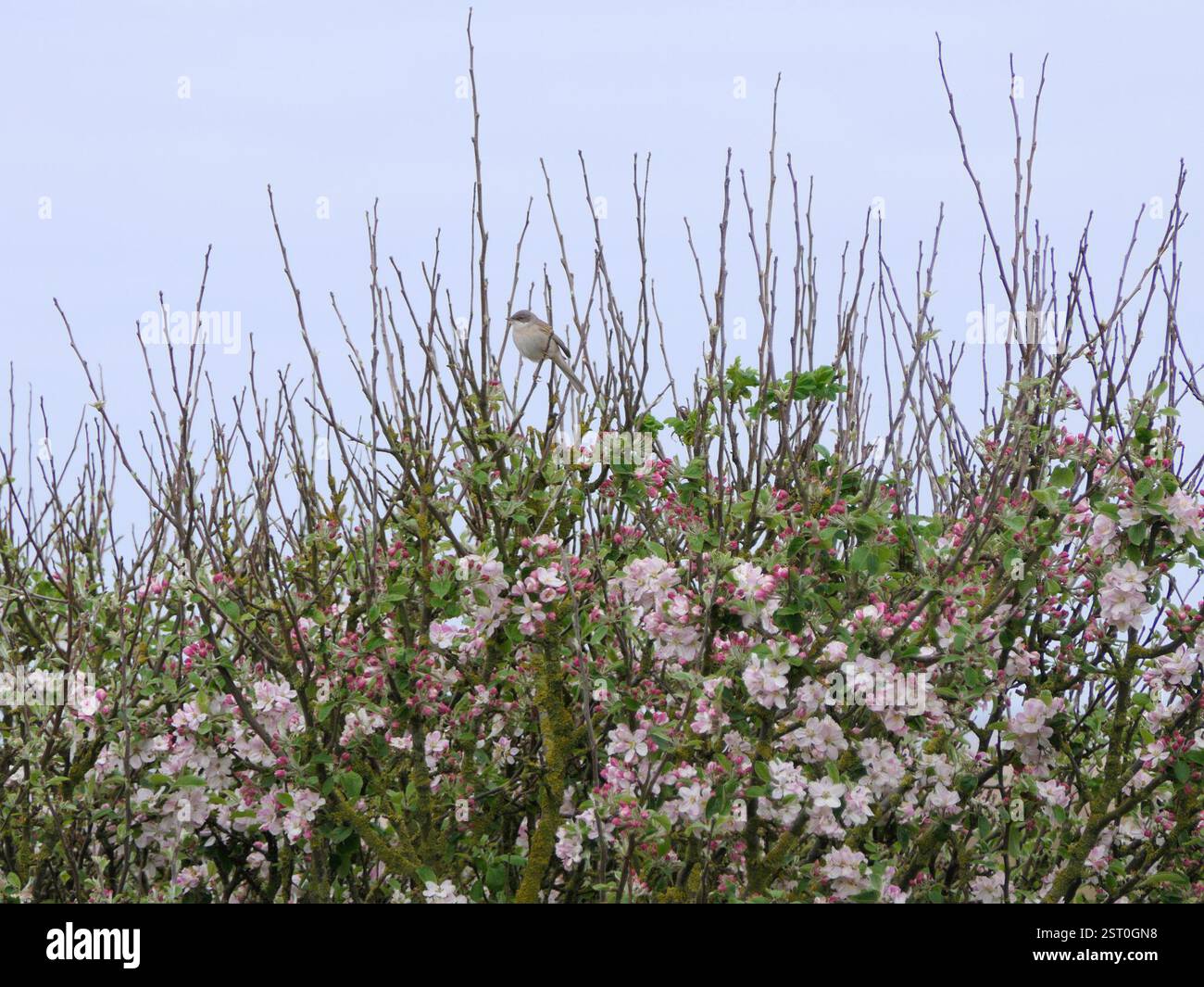 Common Whitethroat (Curruca communis), Aves, Hightown, Liverpool, UK ...