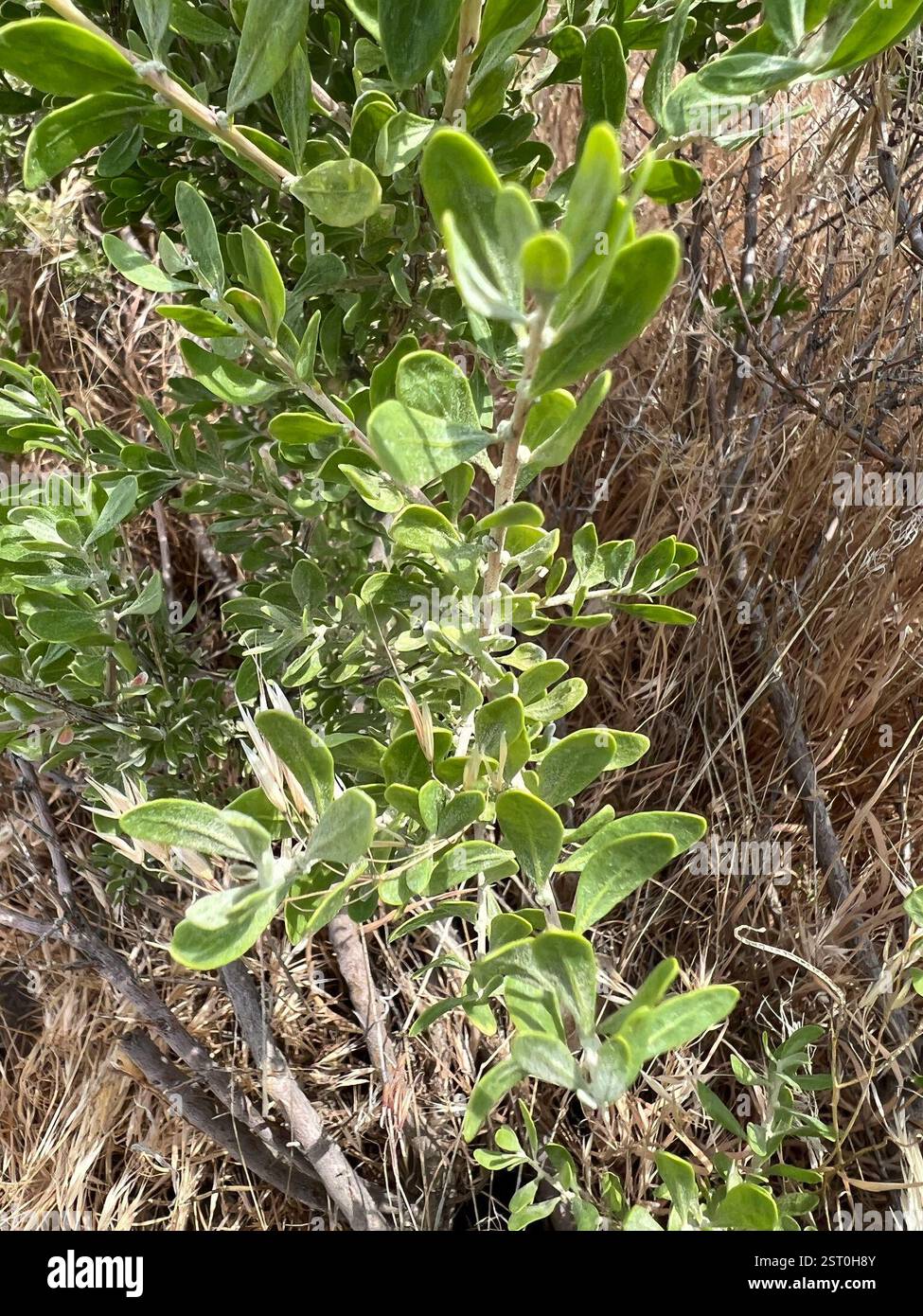 Hopsage (Grayia spinosa), Plantae, South Richland, Richland, WA, USA ...