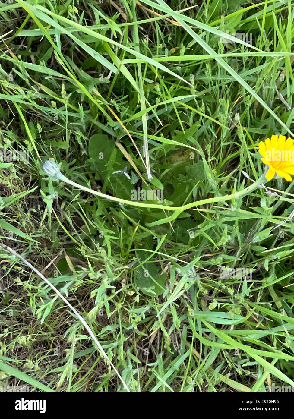 Common Cat's-ear (Hypochaeris radicata), Plantae, Ashingdon, Hockley ...
