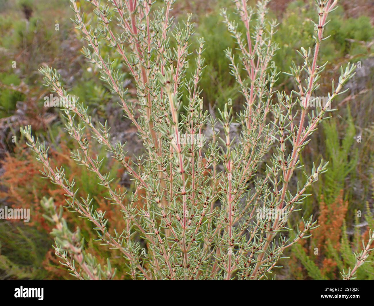Common Marsh Sillyberry (Grubbia rosmarinifolia rosmarinifolia ...