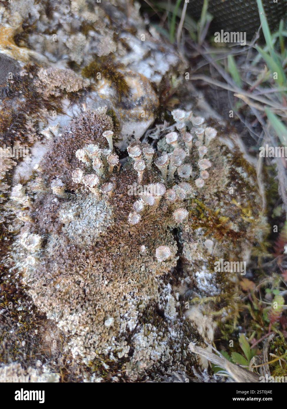 Pebbled Pixie Cup (Cladonia pyxidata), Fungi, Olsztyn, Polska Stock Photo - Alamy
