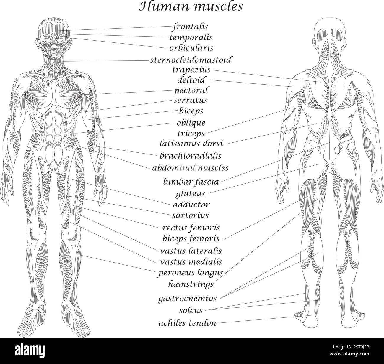 Anatomy Study Poster Black And White Muscular System Diagram Label ...
