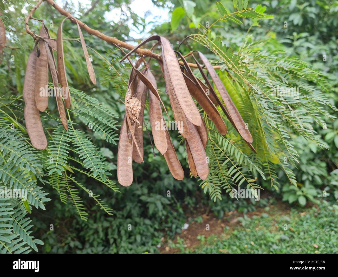 leadtrees (Leucaena), Plantae, Butantã, São Paulo - SP, Brasil Stock ...