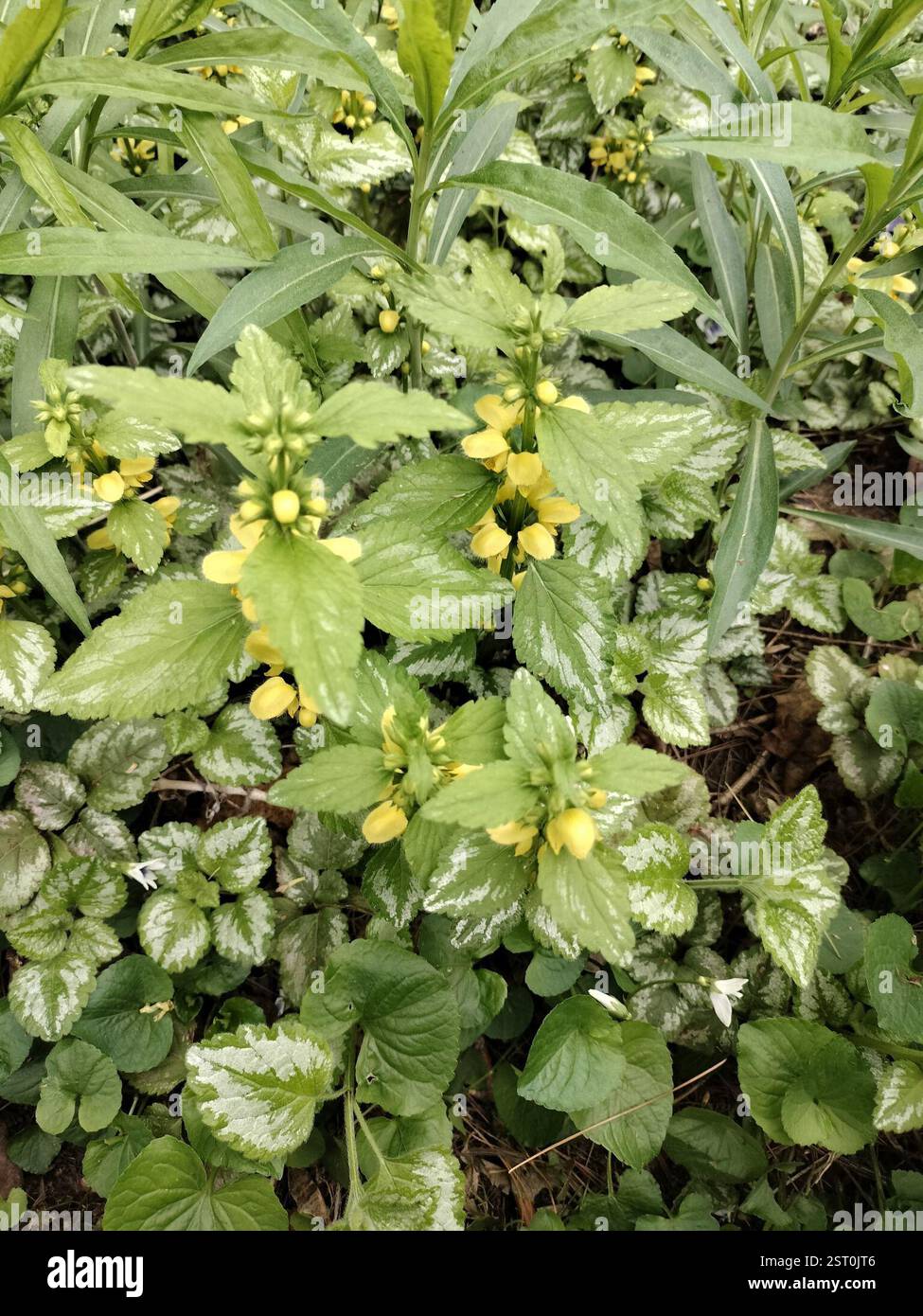Variegated Yellow Archangel (Lamium galeobdolon argentatum), Plantae ...