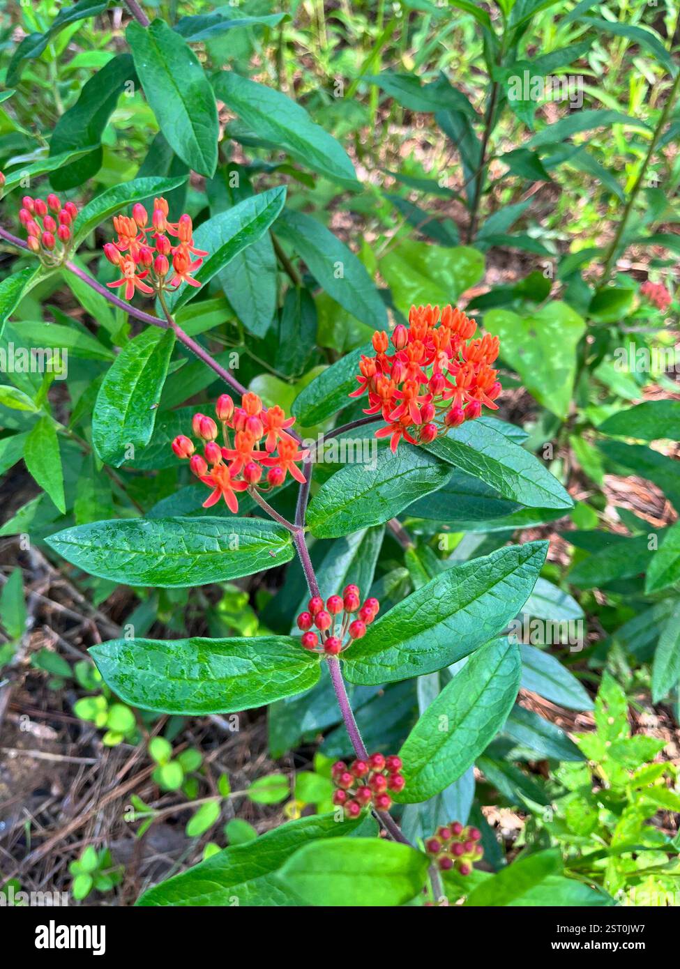 butterfly milkweed (Asclepias tuberosa), Plantae, CR-22, Logan, AL, US ...