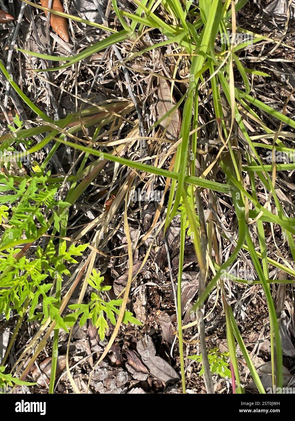 coastal sandbur (Cenchrus spinifex), Plantae, United States Stock Photo ...