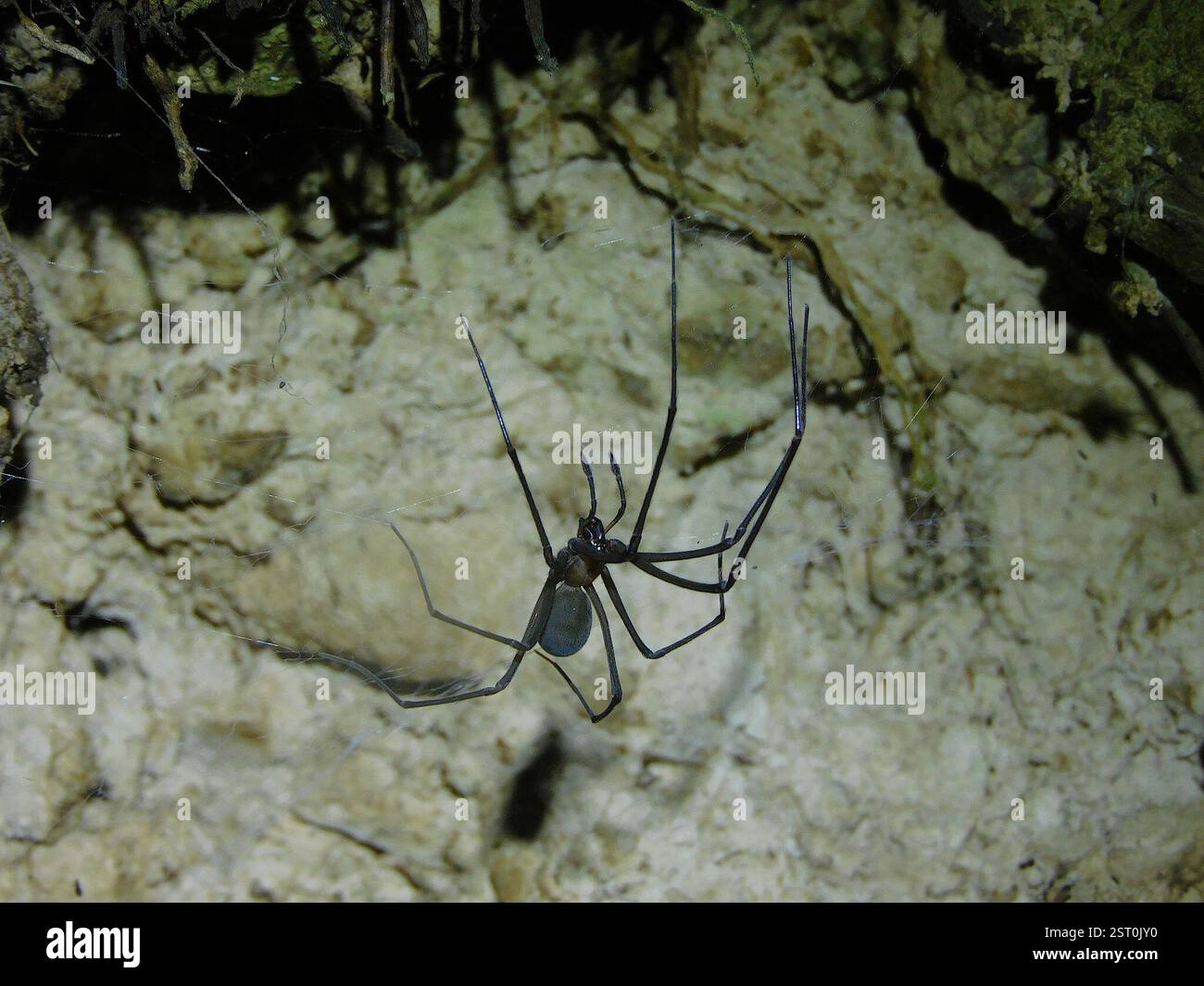 Tasmanian Cave Spider (Hickmania troglodytes), Arachnida, Truganini ...