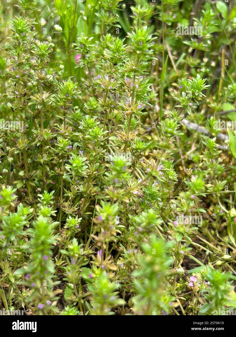 thyme-leaved pogogyne (Pogogyne serpylloides), Plantae, Montaña de Oro ...