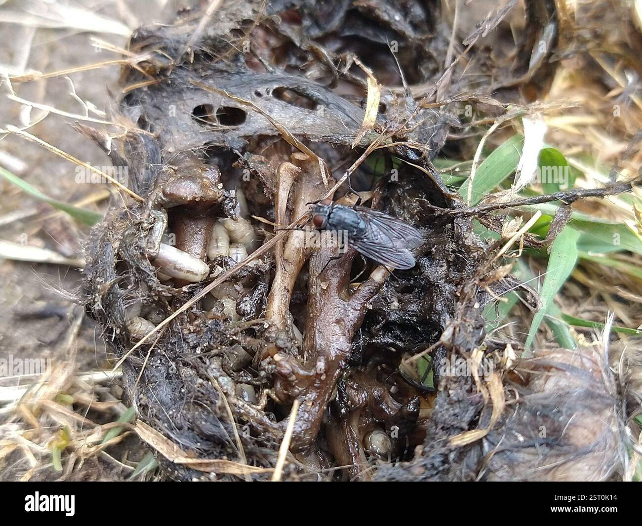 Muscoid Flies (Muscoidea), Insecta, California State University ...