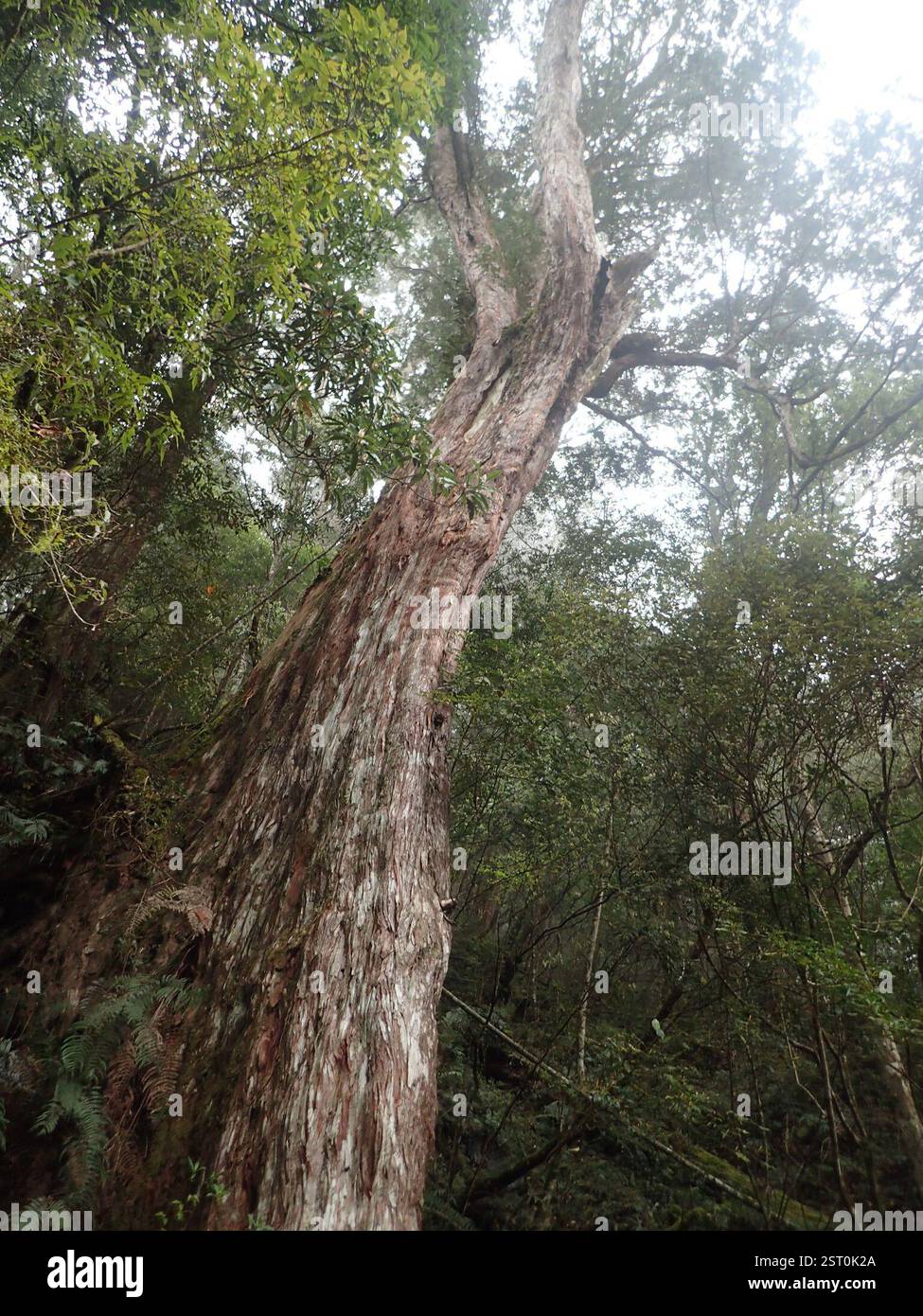 Formosan cypress (Chamaecyparis formosensis), Plantae, Taiwan Stock ...