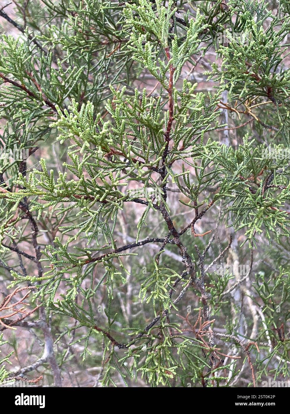 Mediterranean juniper (Juniperus turbinata), Plantae, Ounagha ...