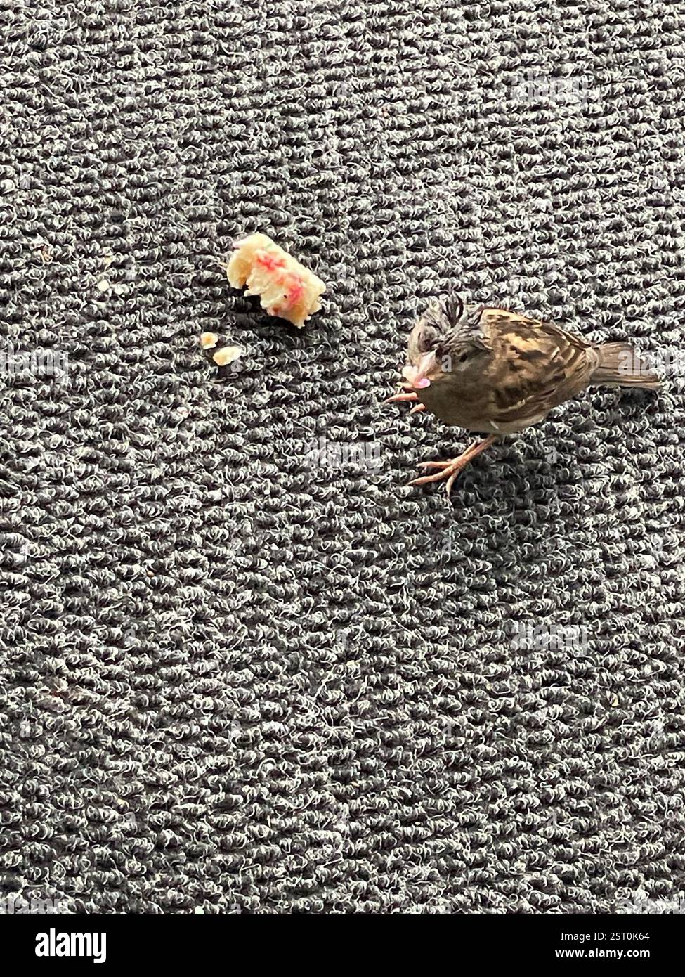 House Sparrow (Passer domesticus), Aves, Kent Narrow Way N, Grasonville ...